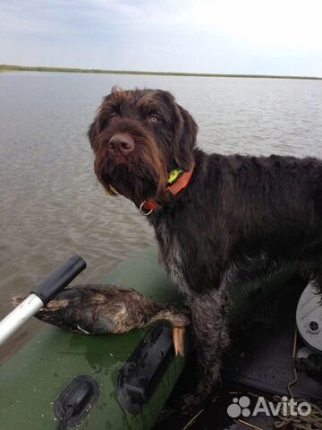 Дратхаар для вязки