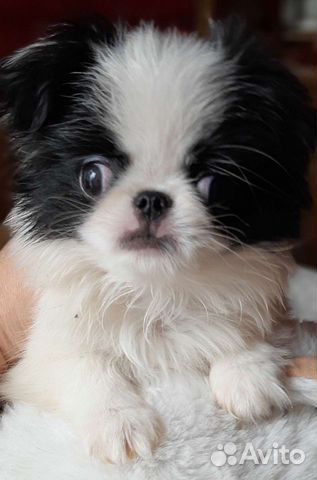 Хино парни беби фейс РКФ