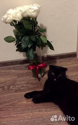 Кот шотландец