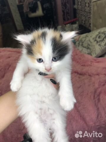 Пушистые котята