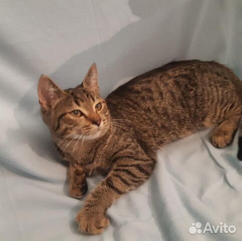 Нежная для нежных