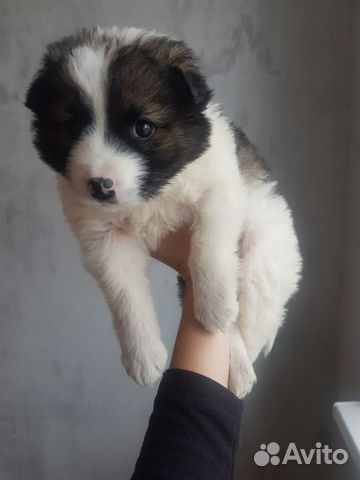 Собака