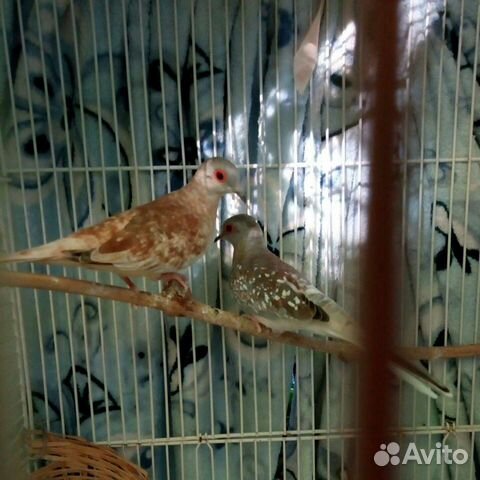 Горлица бриллиантовая