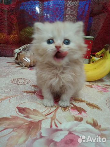 Маленькая красавица