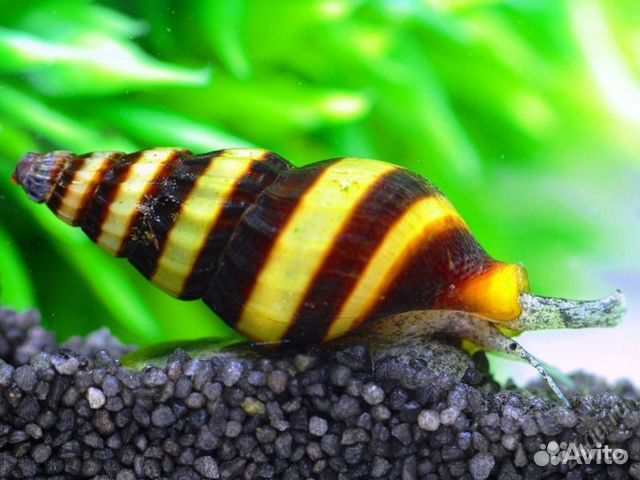 Улитка Хелена