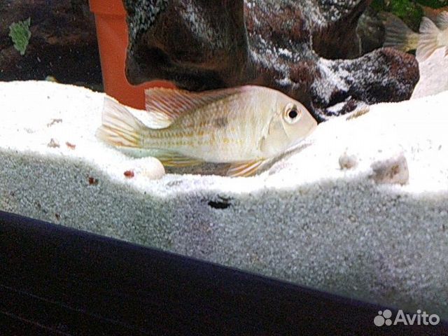 Геофагус Тапажос Красноголовый