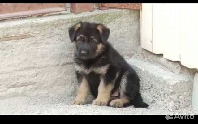 Немецкая овчарка