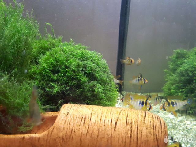 Апистограмма рамирези вуалевая