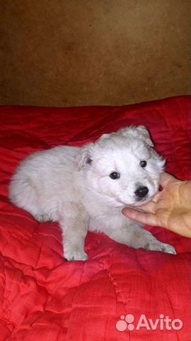Белый пушистый мальчик 2 мес с доставкой