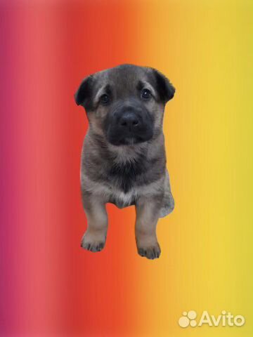 Щеночек 1,5 мес мальчик
