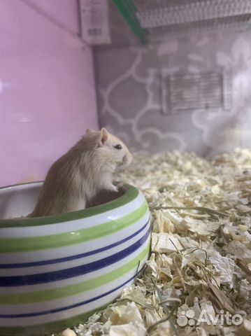 Петербургский питомник предлагает малышей песчанок