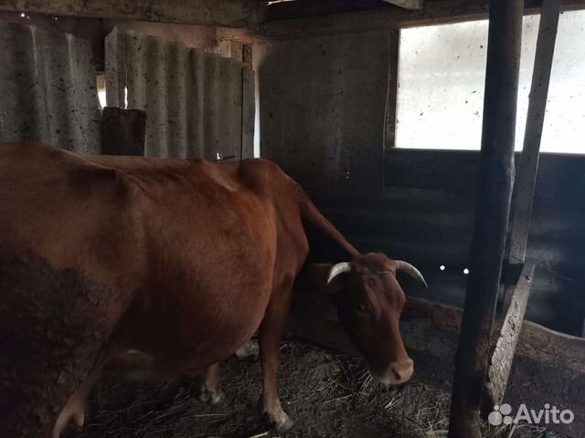 Дойные коровы