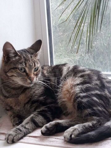 Бенгальская кошка