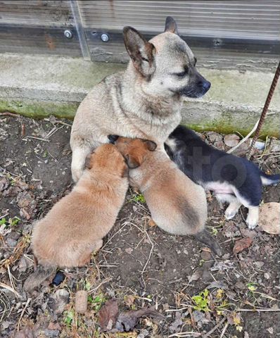 Щенята 2 мальчка