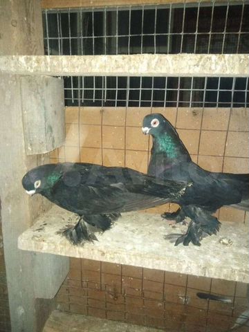 Курносые голуби