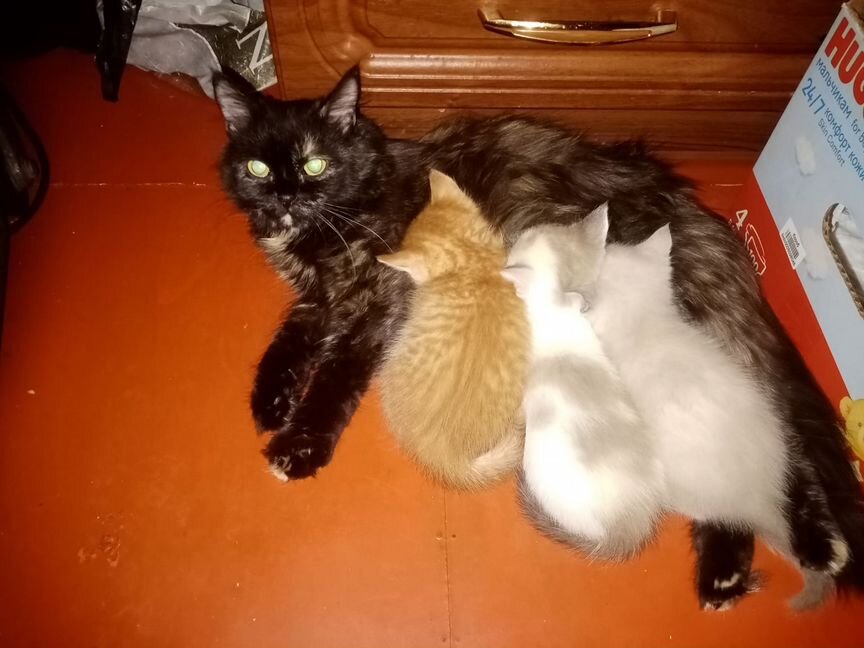 Котята и молодые кошечки