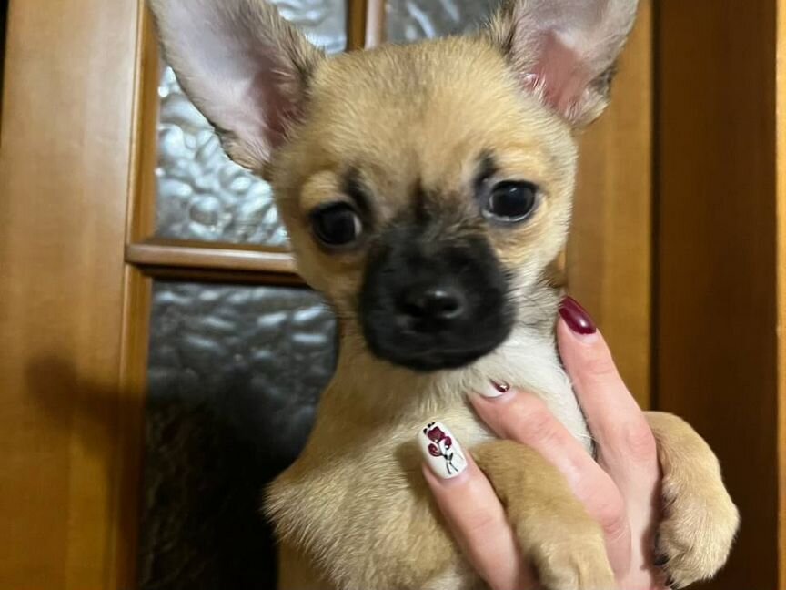 Чихуахуа Малышка