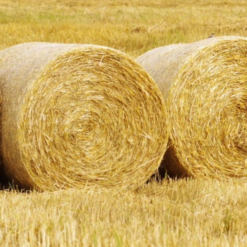 Продажа силоса и сена