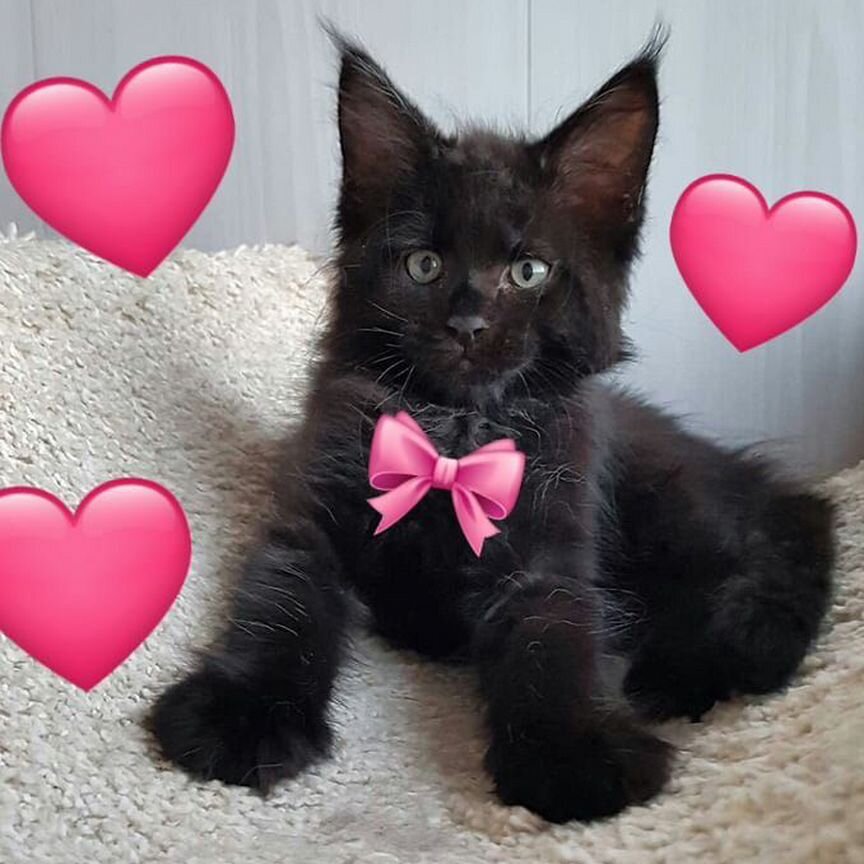 Котенок мейн-кун