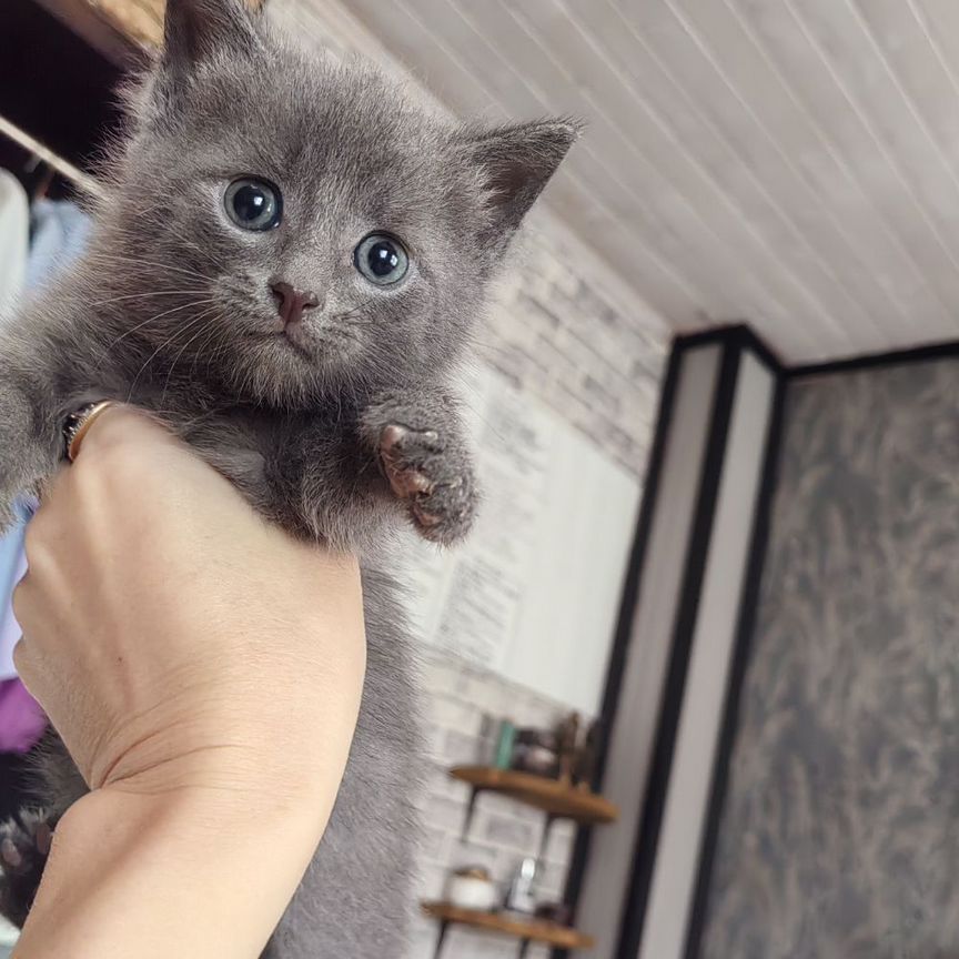 Котята в добрые руки мальчики
