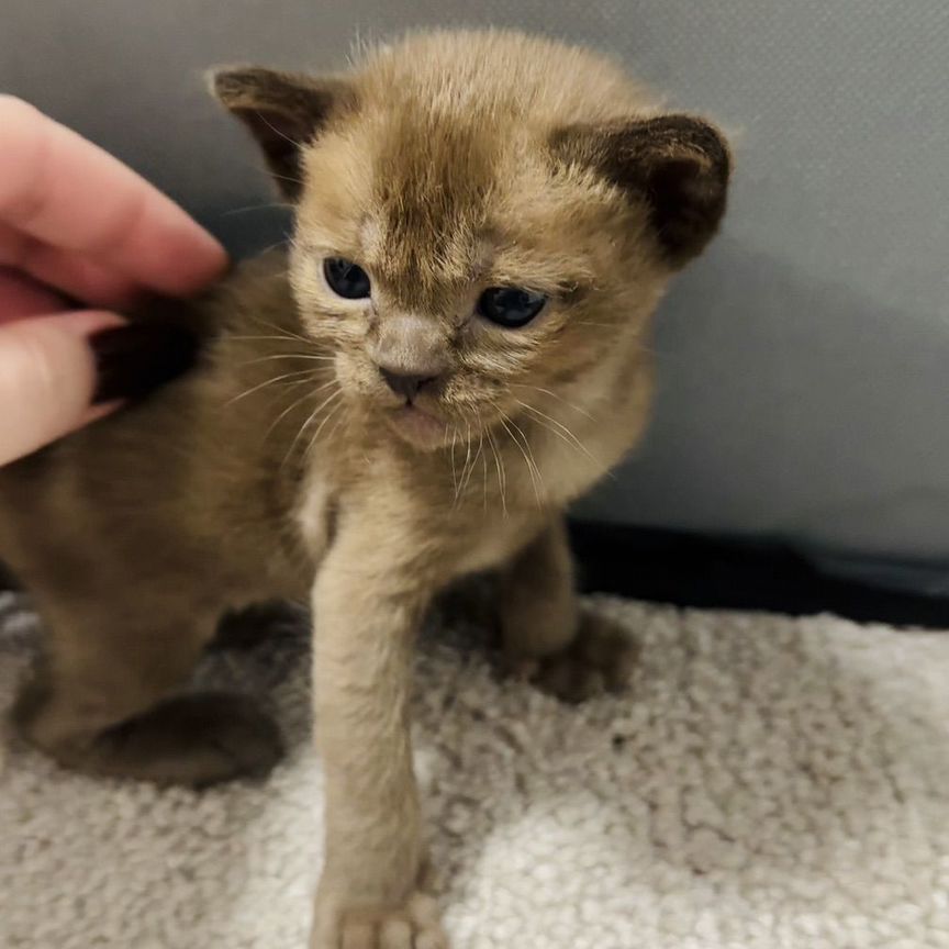 Котята европейской бурмы