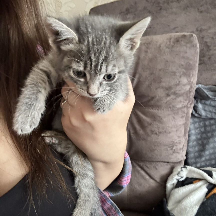 Котик