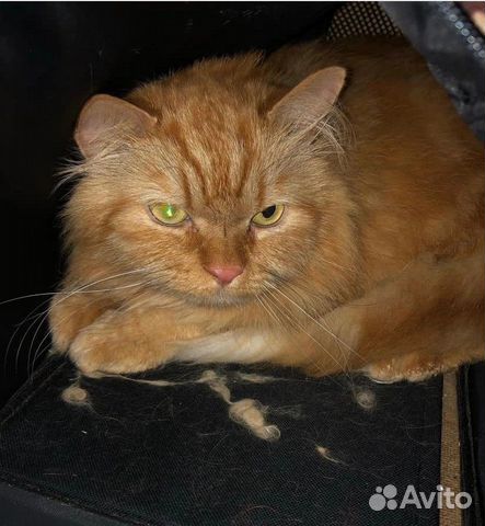 12-летнего кота отдали в приют