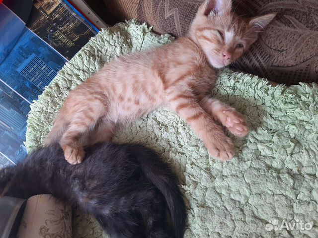Котята в добрые руки мальчик рыженький а кошечка