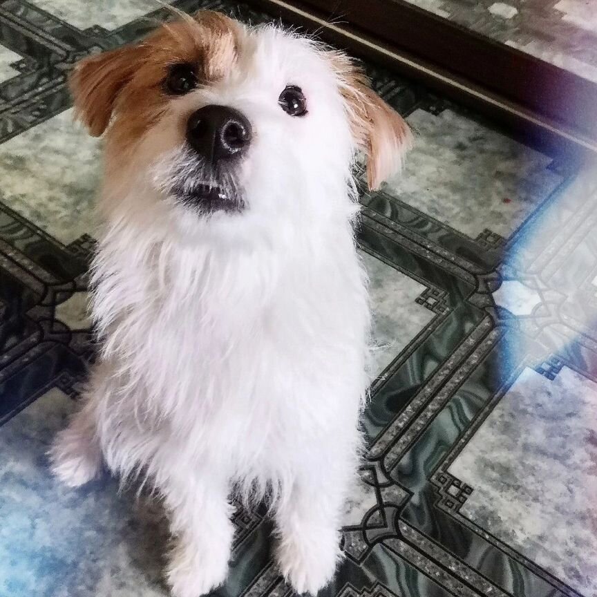 Джек-рассел-терьер, взрослая собака