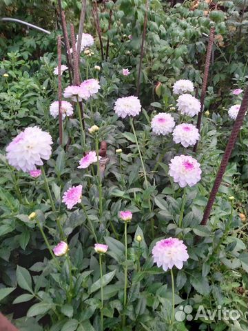 Рассада многолетних цветов купить в Самаре | Товары для дома и дачи | Авито