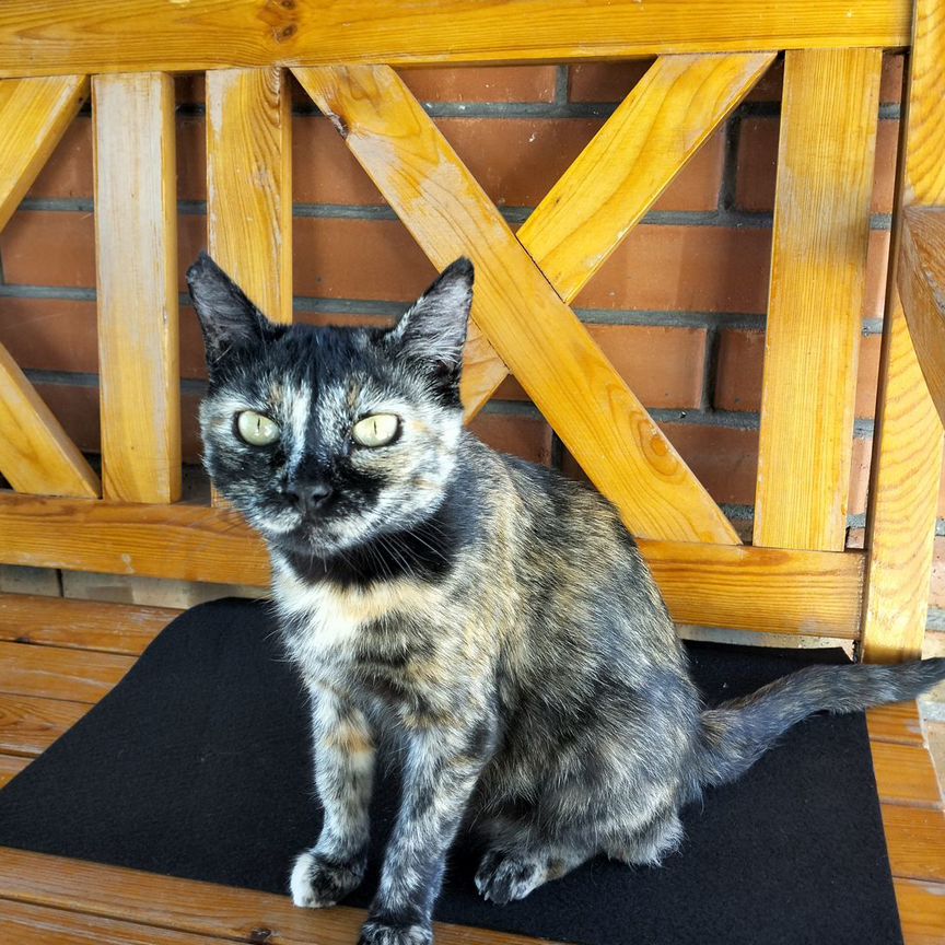 Отдам кошечку в добрые руки