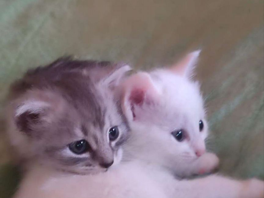 Кошка