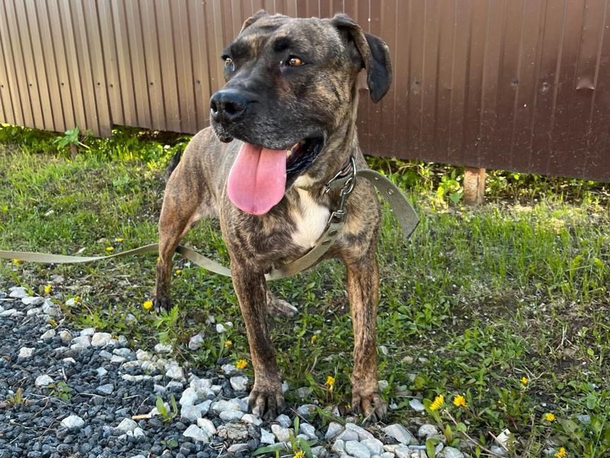 Испанский бульдог Марта 2 года ищет дом