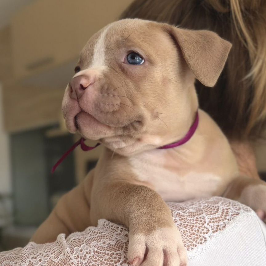 Американский булли, щенок