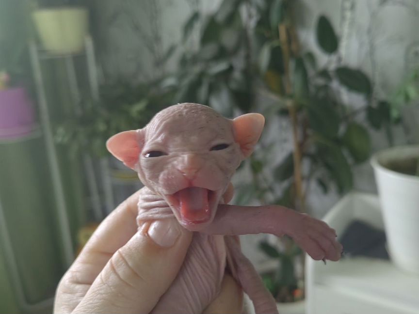Донской сфинкс котята