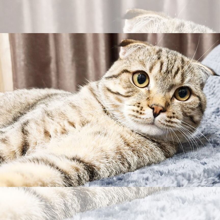 Шотландский кот вязка