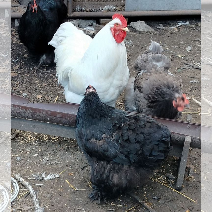 Инкубационное яйцо кохинхинов