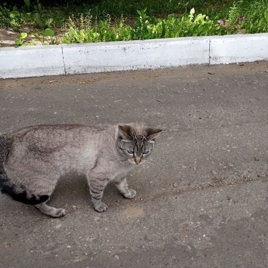 Кошечка в добрые руки