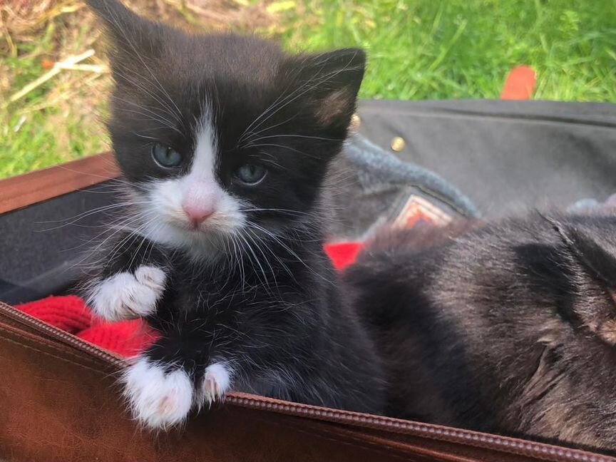 Котенок Миша в добрые руки
