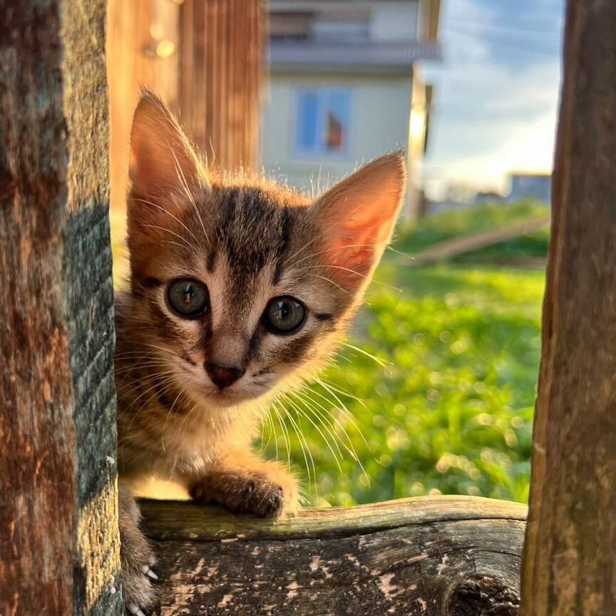 Котята 2 месяца