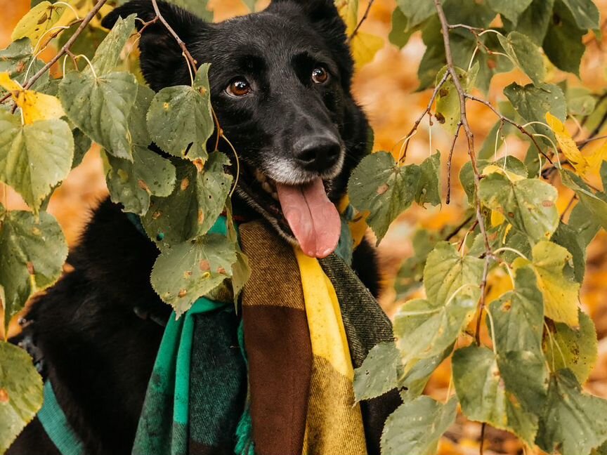 Лайс - чудо пёс