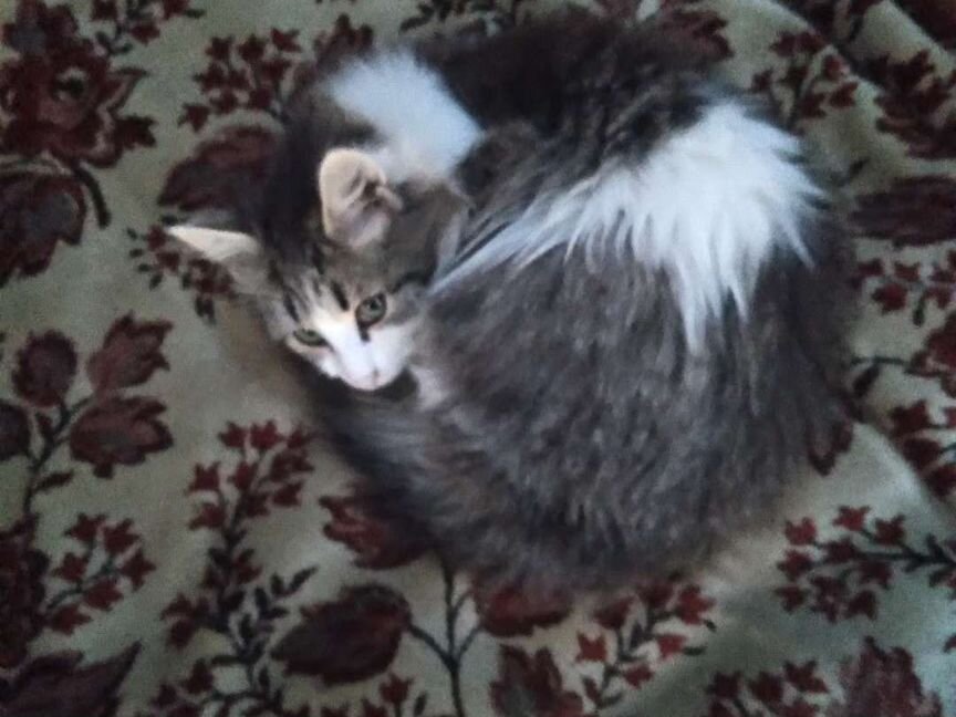 Котенок мальчик в добрые руки