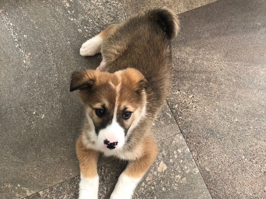 Найден щенок