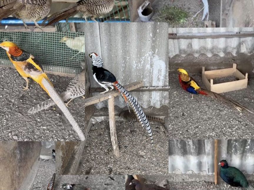 Фазаны разные