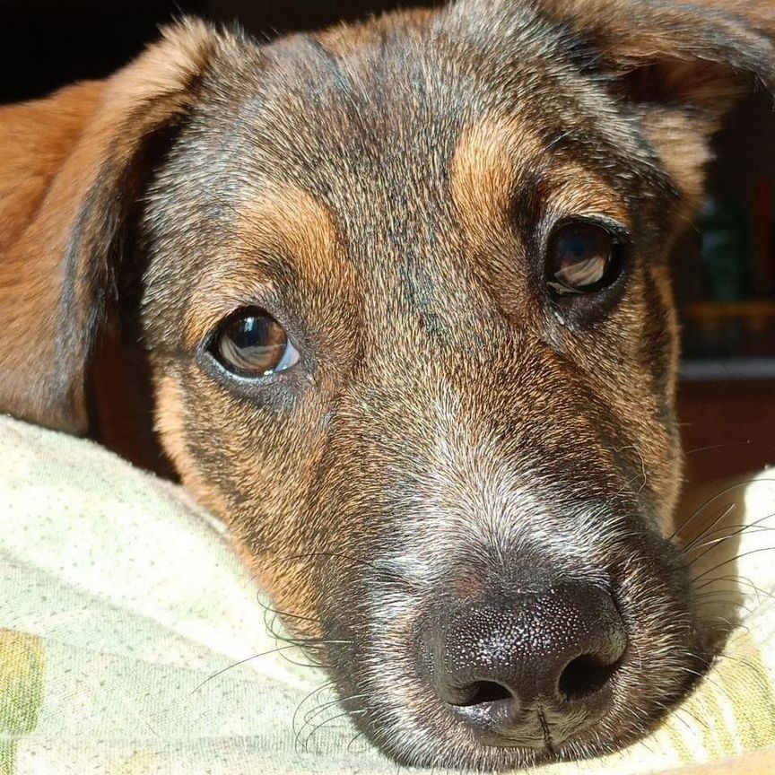 Ищет дом ласковая девочка 9 месяцев