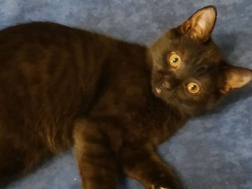 Котенок Шери