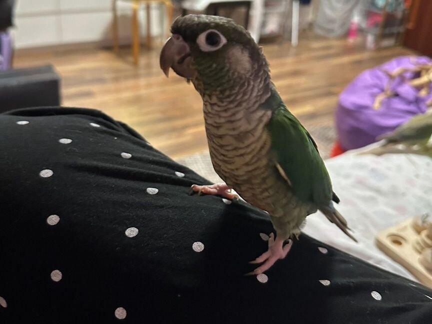 Попугай ручной Перрура
