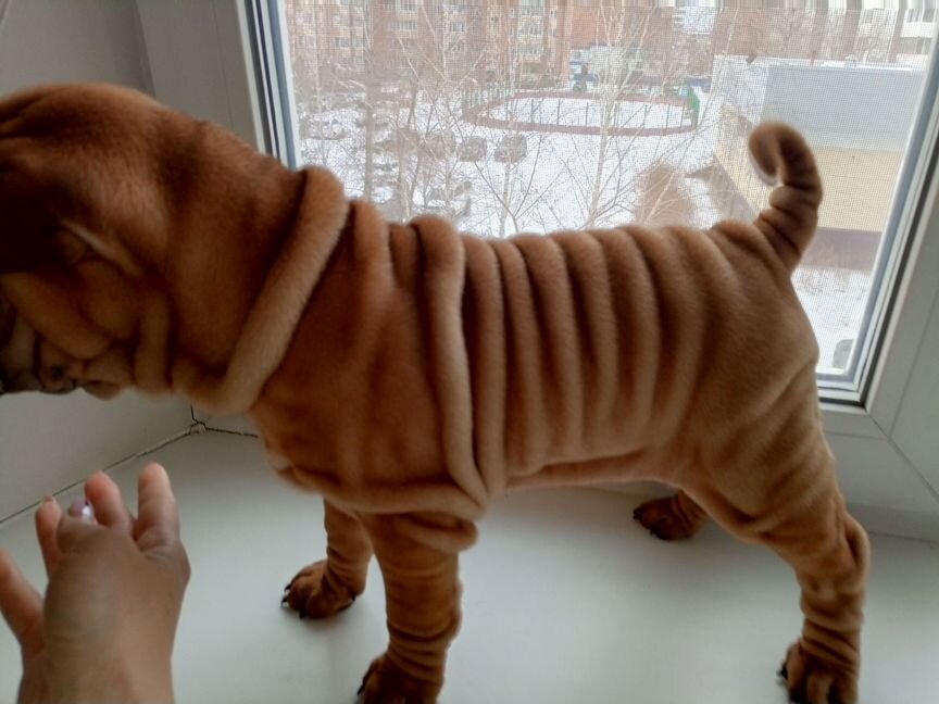 Щенок шарпея