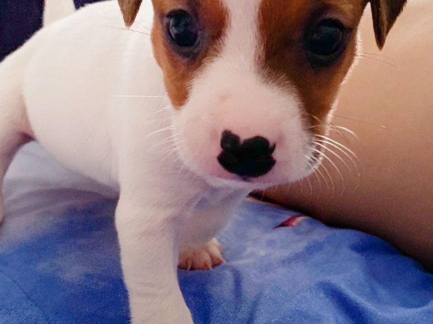 Джек рассел девочка