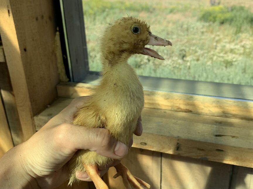 Утята подрощенные